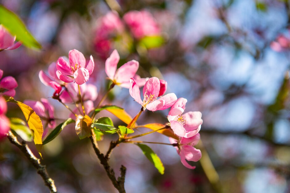 Malus × adstringens &Almey& | Trees/RHS Gardening