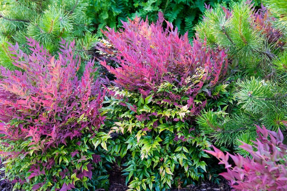 Nandina domestica Obsessed | heavenly bamboo &Seika& Shrubs/RHS Gardening