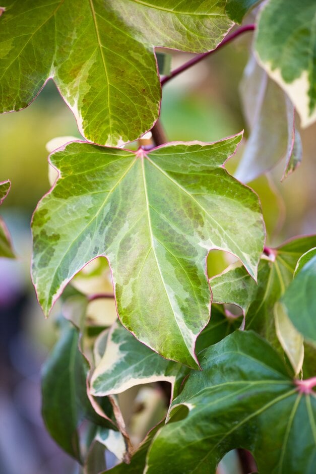 × Fatshedera lizei &Variegata& (v) | variegated tree ivy Shrubs/RHS ...