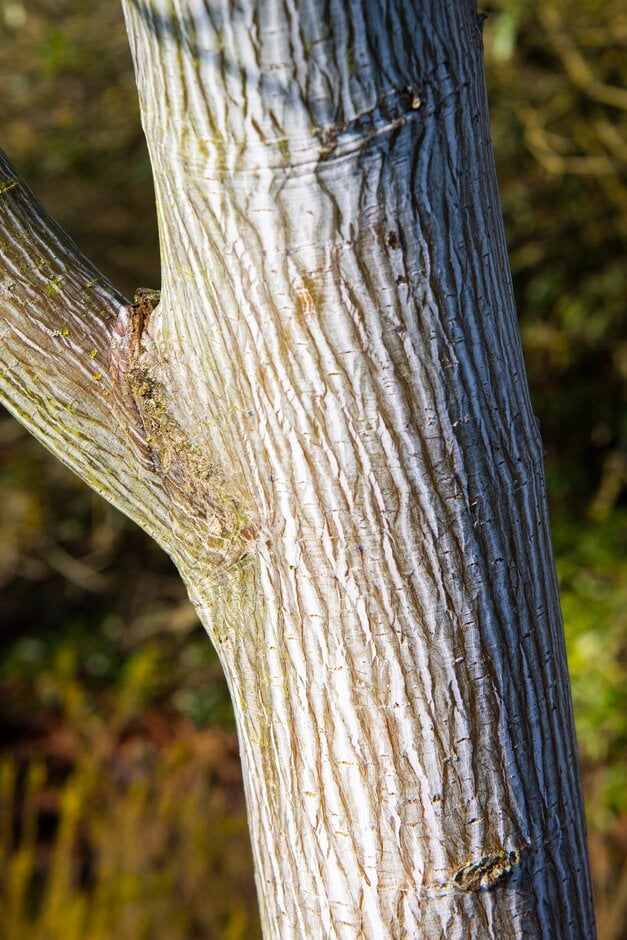 Acer davidii Viper (&Mindavi&) | Père David&s maple [Viper] Trees/RHS ...