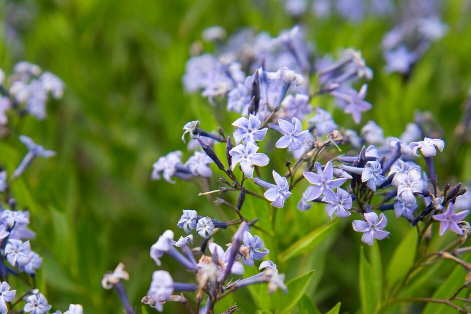 Amsonia &Blue Ice& | bluestar &Blue Ice& Herbaceous Perennial/RHS Gardening
