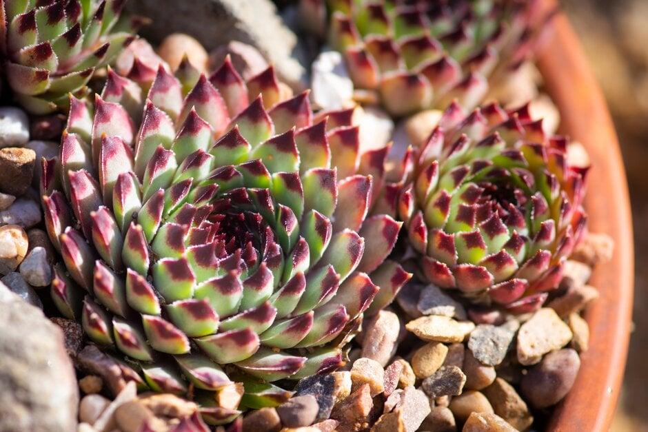 Sempervivum calcareum &Extra& | houseleek &Extra& Alpine Rockery/RHS ...