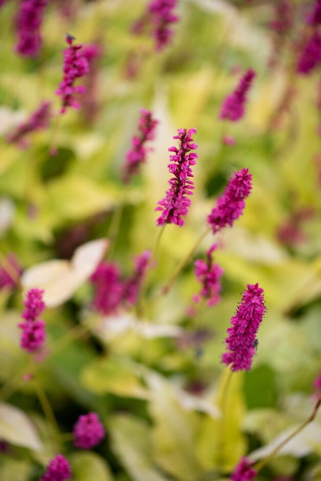 Persicaria amplexicaulis &Golden Arrow& | red bistort &Golden Arrow ...
