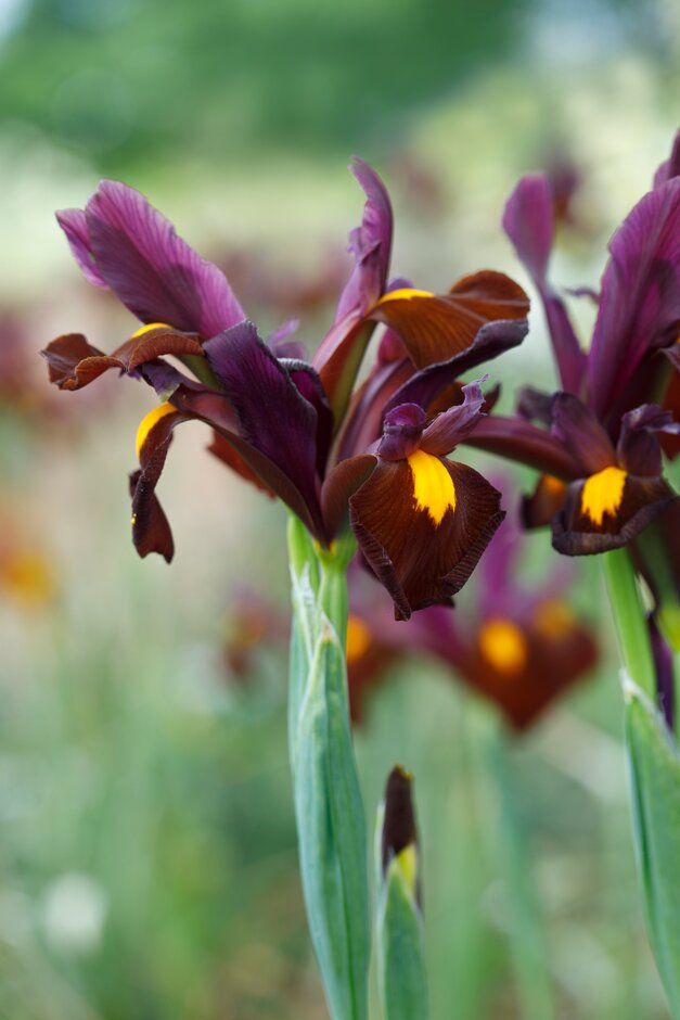 Iris × hollandica &Eye of the Tiger& | iris &Tigereye& Bulbs/RHS