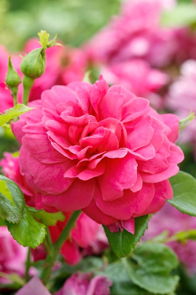 Rosa &Auskitchen&PBR | rose [Princess Anne] Roses/RHS Gardening