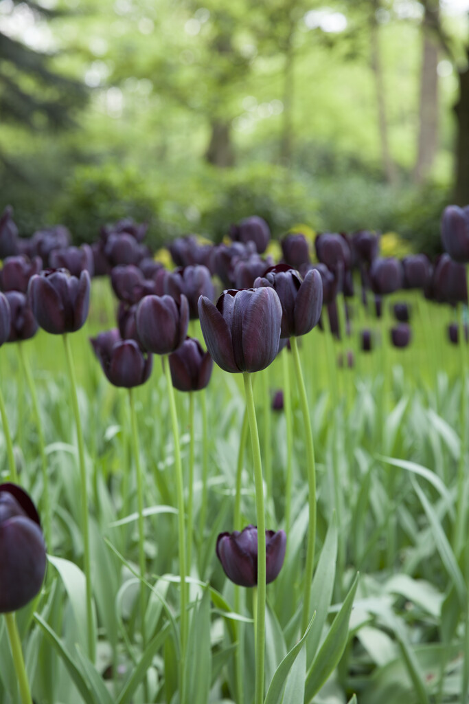 Tulipa &Queen of Night& (5) | tulip &Queen of Night& Bulbs/RHS Gardening