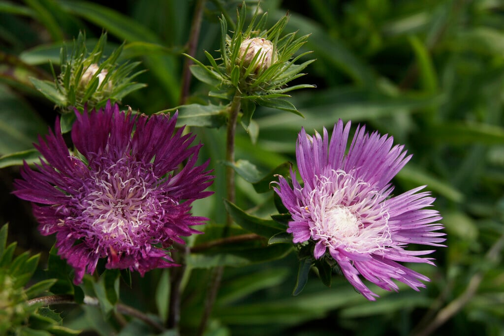 Stokesia &Color Wheel& | Herbaceous Perennial/RHS Gardening