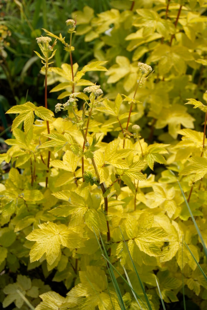 Filipendula ulmaria &Aurea& | Herbaceous Perennial/RHS Gardening