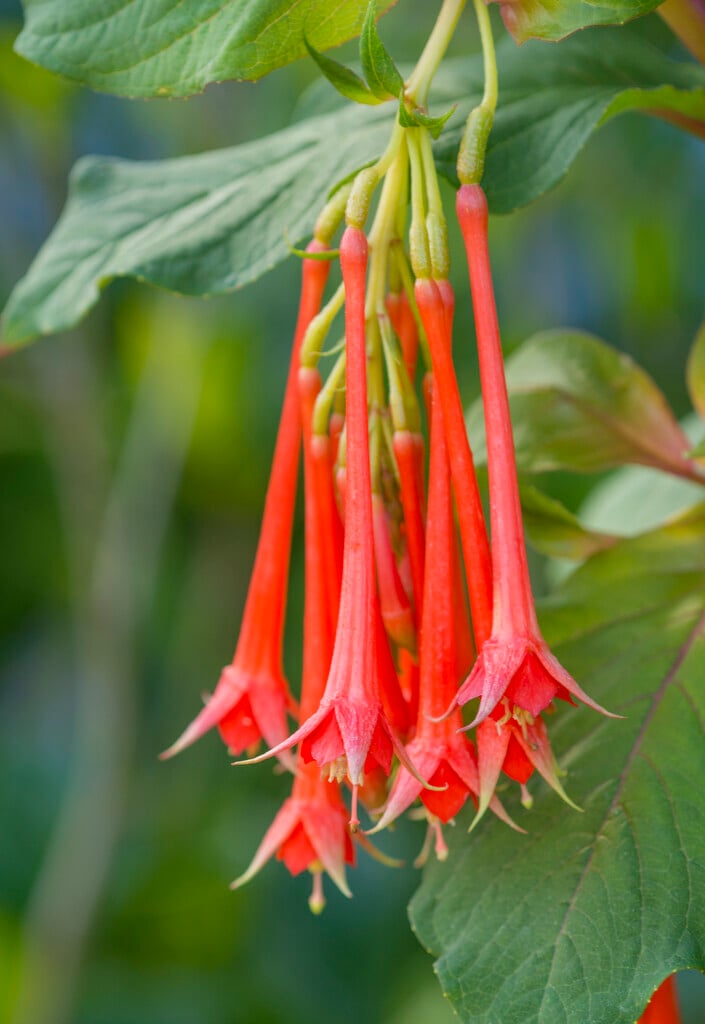 Fuchsia &Rubra Grandiflora& | Shrubs/RHS Gardening