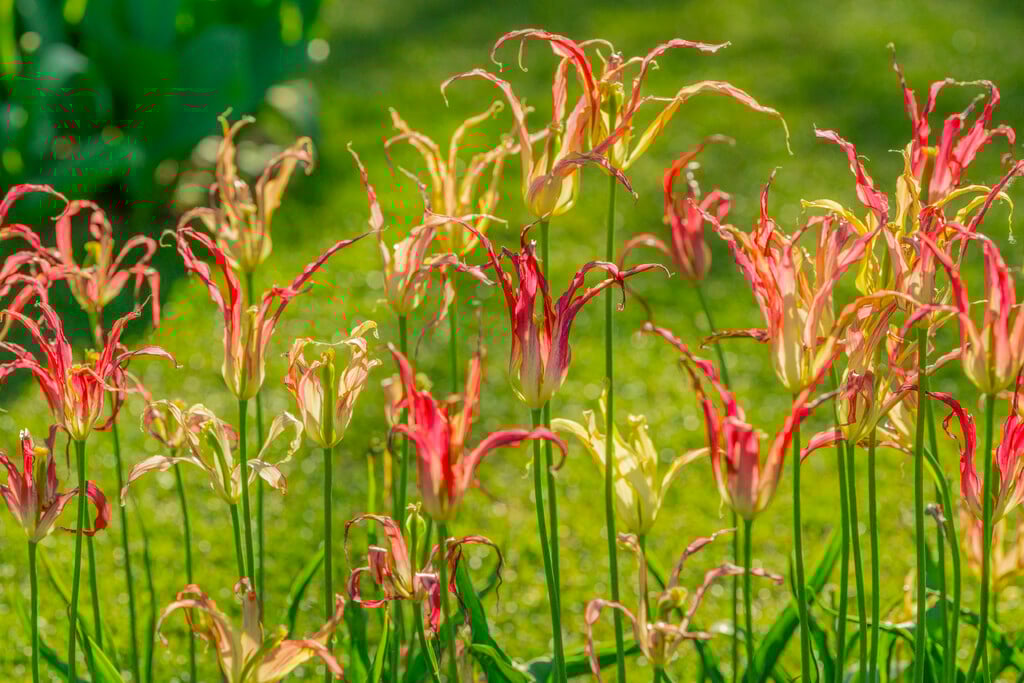 Tulipa acuminata (15) | horned tulip Bulbs/RHS Gardening