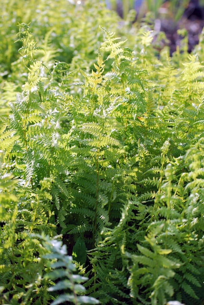 Thelypteris palustris | ground fern Ferns/RHS Gardening