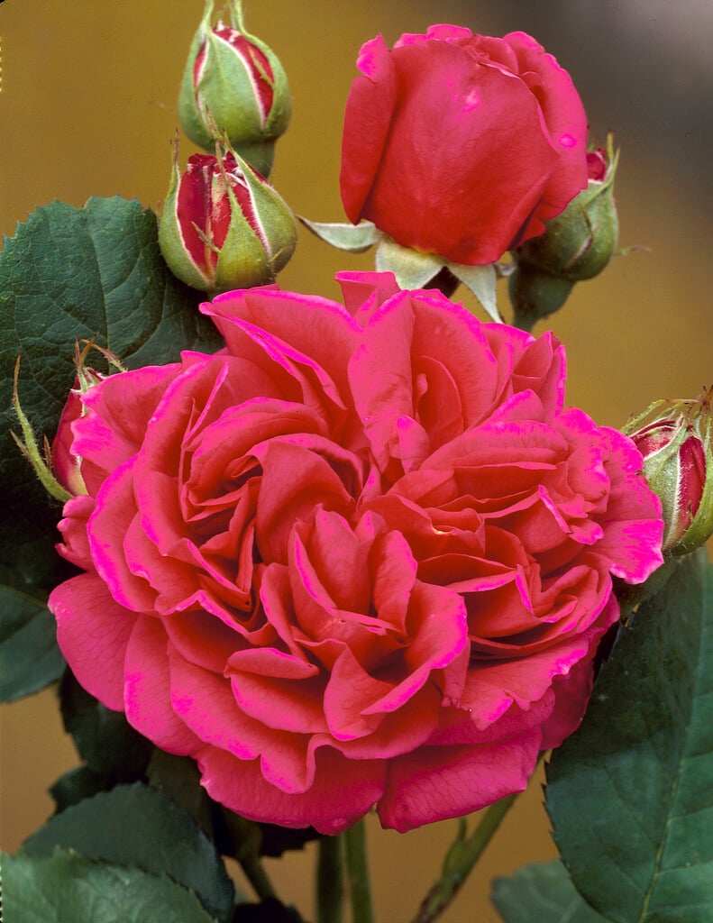 Rosa Wenlock (&Auswen&) (S) | rose [Wenlock] Roses/RHS Gardening