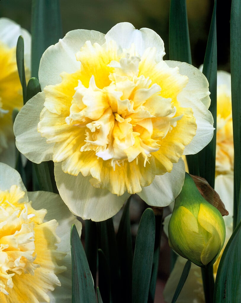 Ice King Daffodil Double Daffodil "Ice King" | Narcissus