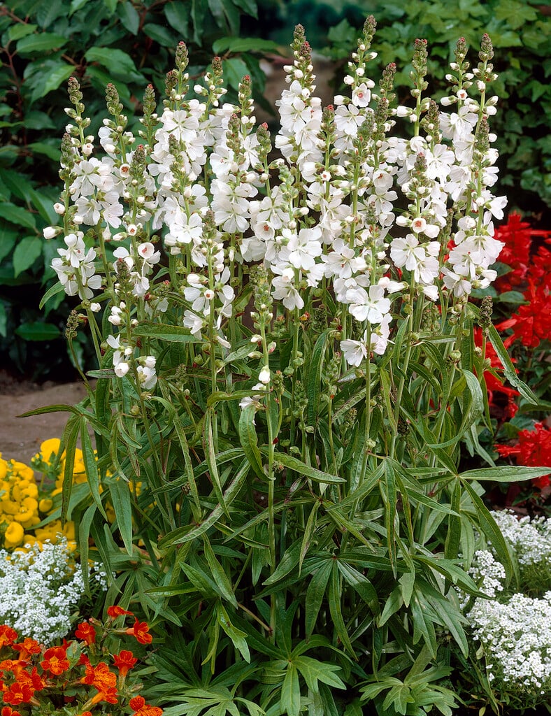 Sidalcea candida | modest mallow Herbaceous Perennial/RHS Gardening