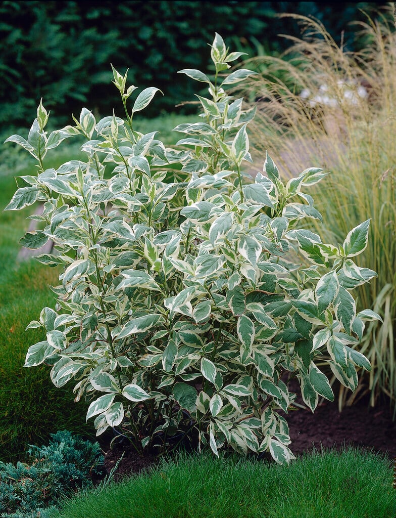 Cornus alba &Elegantissima& (v) | red-barked dogwood &Elegantissima ...