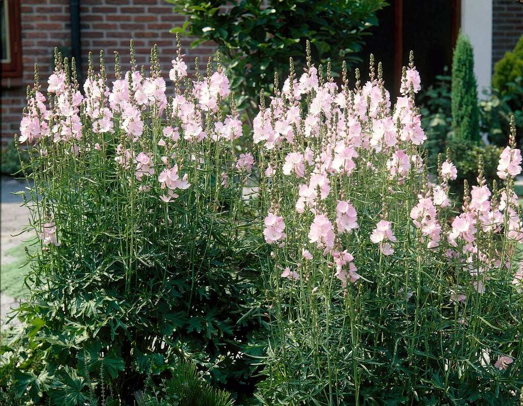 Sidalcea &Sussex Beauty& | Herbaceous Perennial/RHS