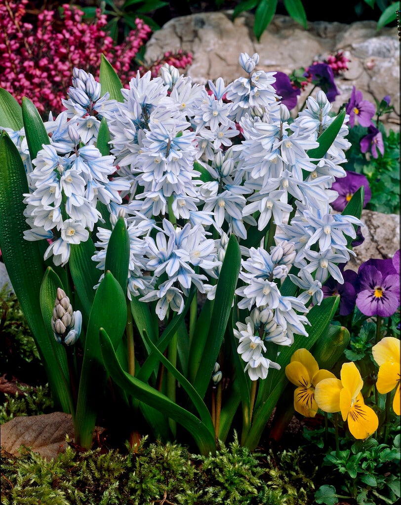Puschkinia libanotica | Lebanon striped squill Bulbs/RHS Gardening