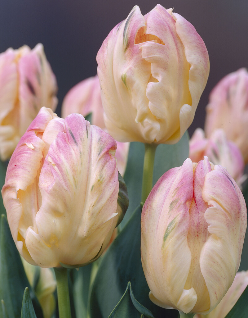Tulipa 'Libretto Parrot' (10) | tulip 'Libretto Parrot' Bulbs/RHS