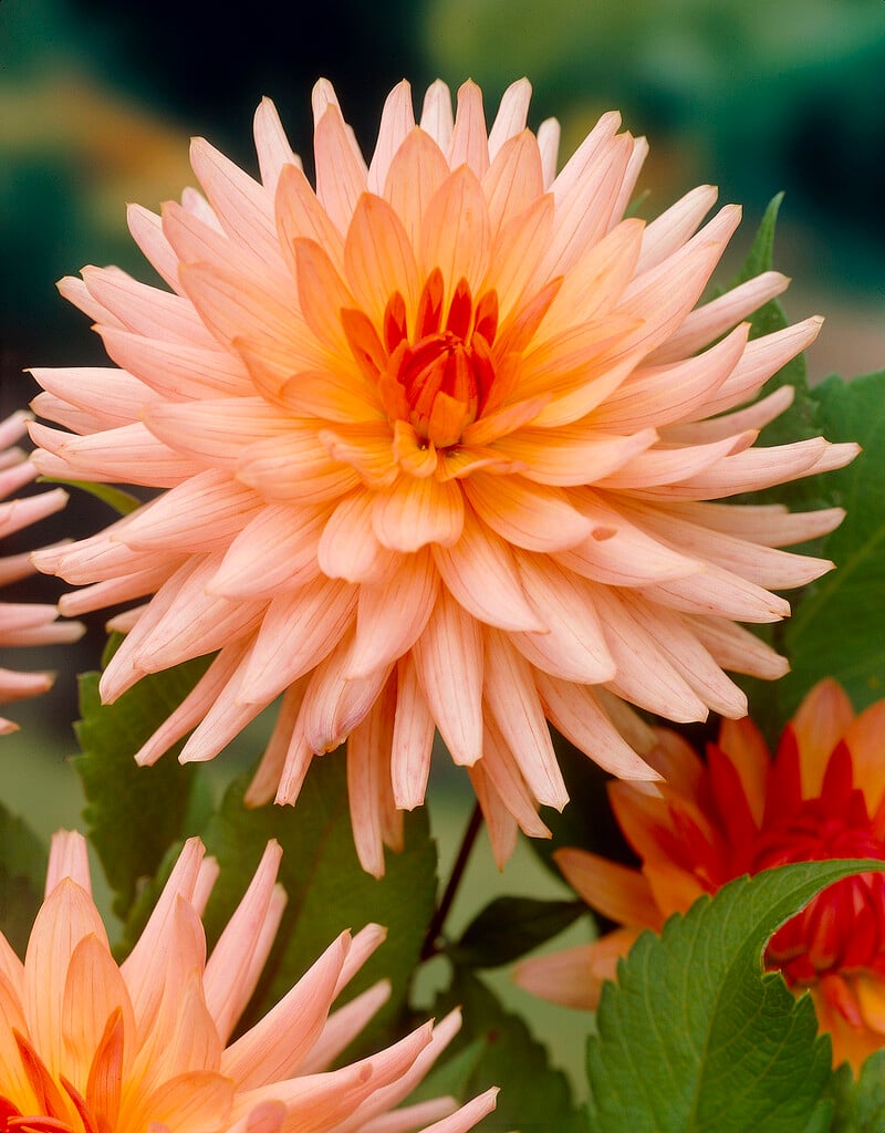 Dahlia &Preference& (C) | Herbaceous Perennial/RHS Gardening