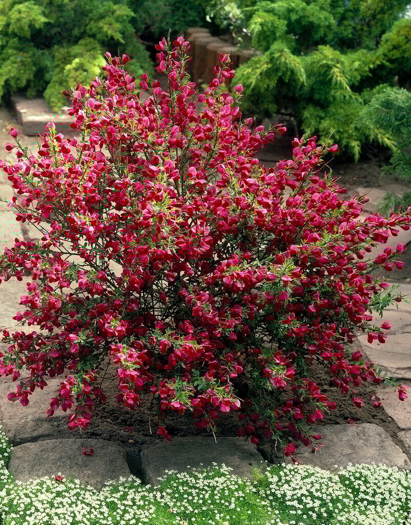 Cytisus × boskoopii &Boskoop Ruby& | broom &Boskoop Ruby& Shrubs/RHS ...