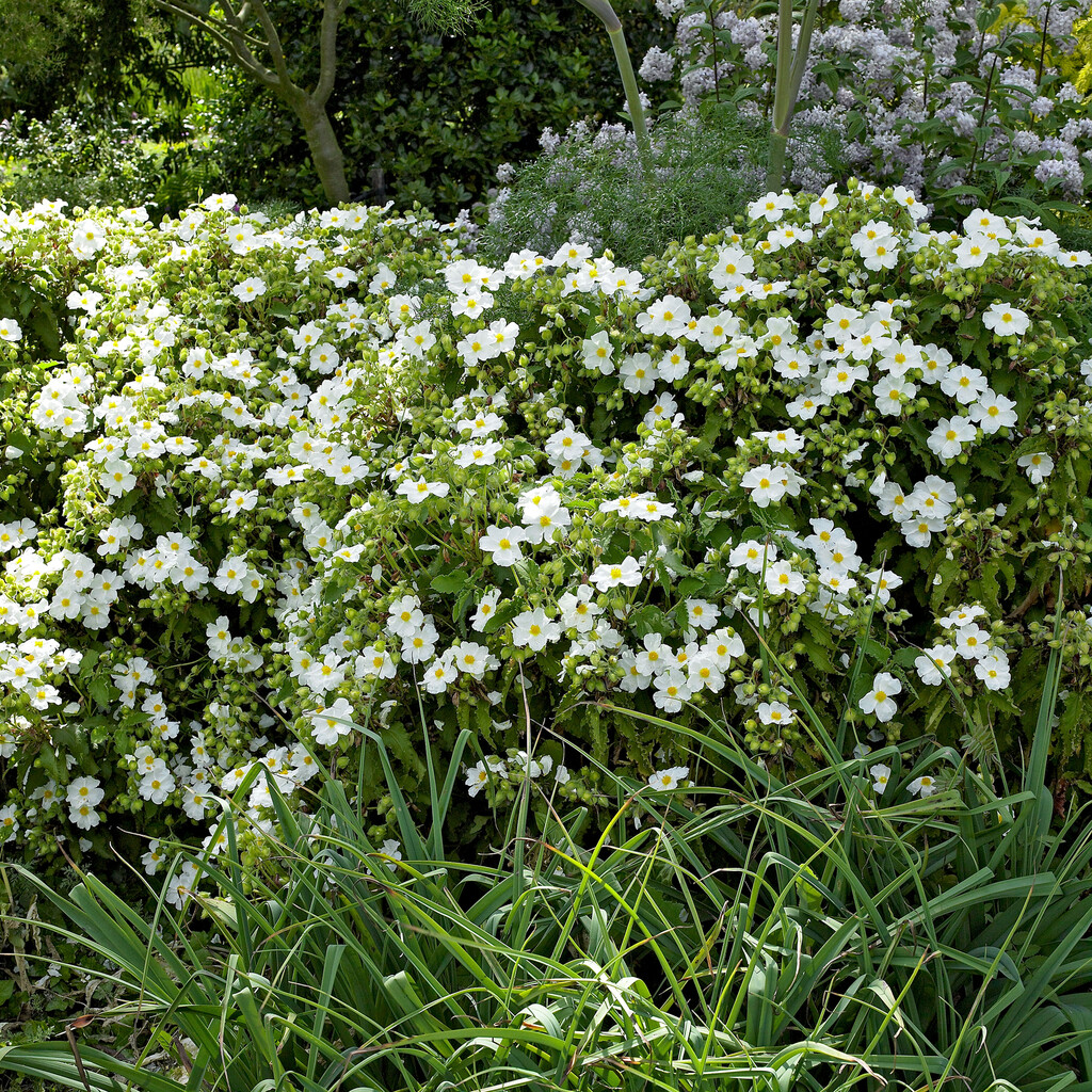 Halimium commutatum | calyx-like rock rose Shrubs/RHS Gardening