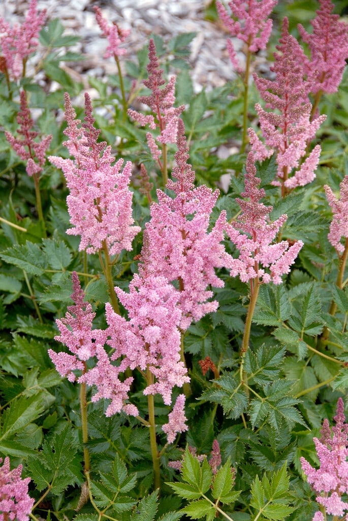 Astilbe chinensis 'Visions' | Chinese astilbe 'Visions' Bogs/RHS