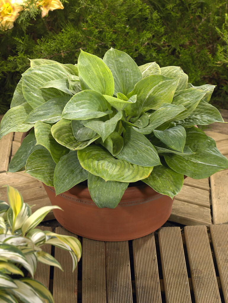 Hosta &Spilt Milk& (_tokudama_) (v) | plantain lily &Spilt Milk ...