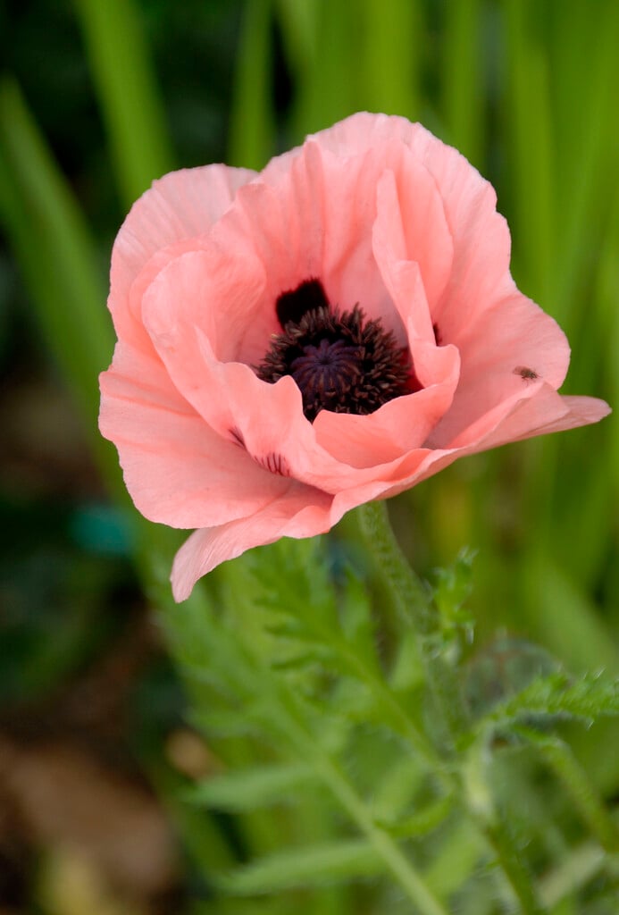 Papaver orientale &Karine& | oriental poppy &Karine& Herbaceous ...