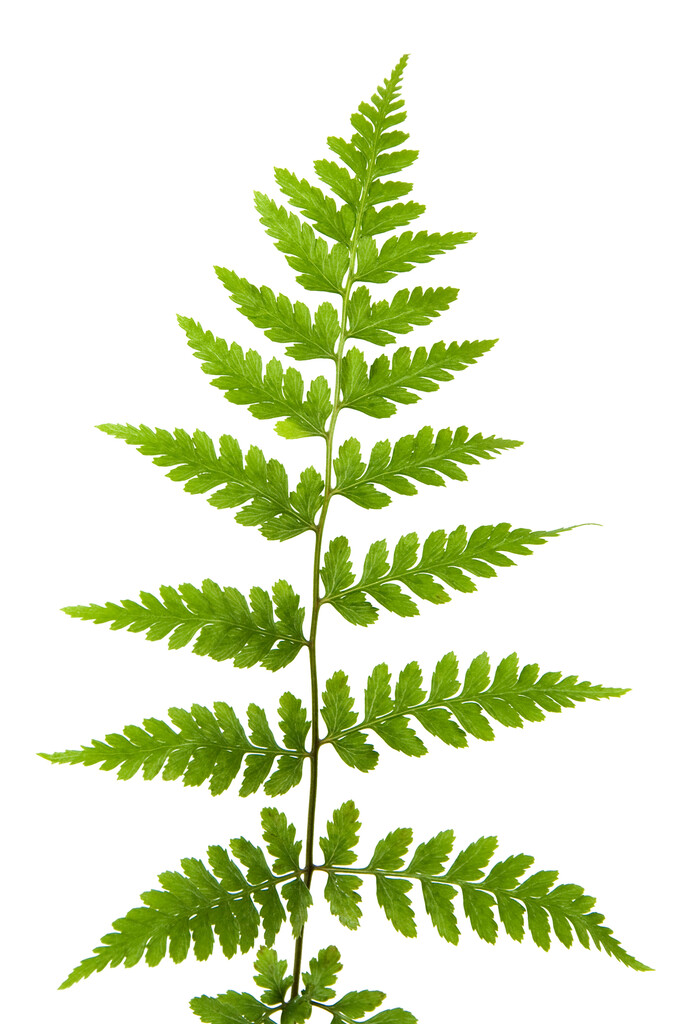 Athyrium vidalii | Ferns/RHS