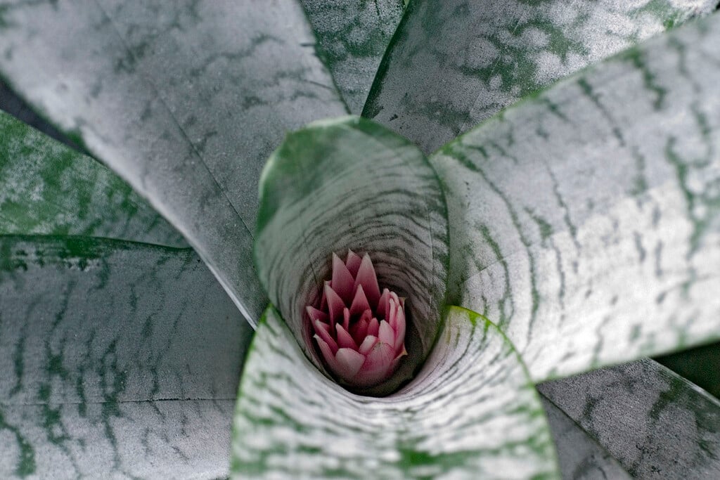 Aechmea fasciata &Primera&PBR | urn plant &Primera& /RHS Gardening