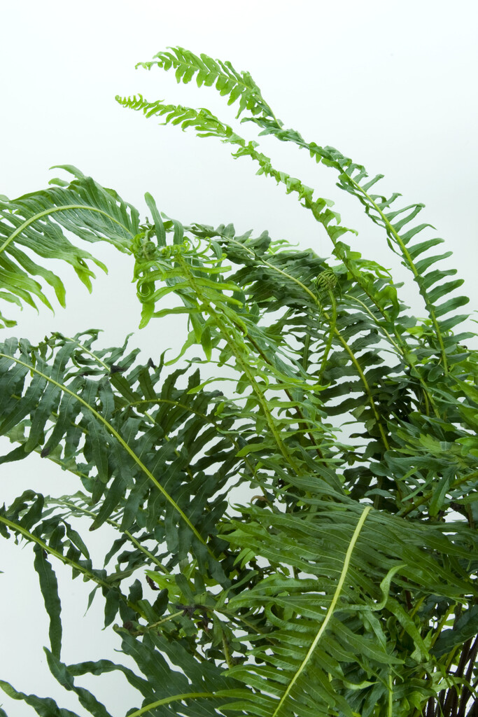 Blechnum nudum | fishbone water fern /RHS