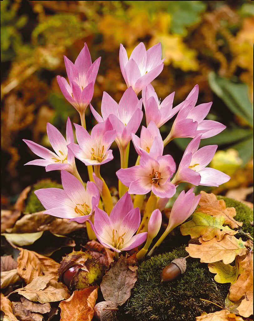 Colchicum giganteum | Bulbs/RHS