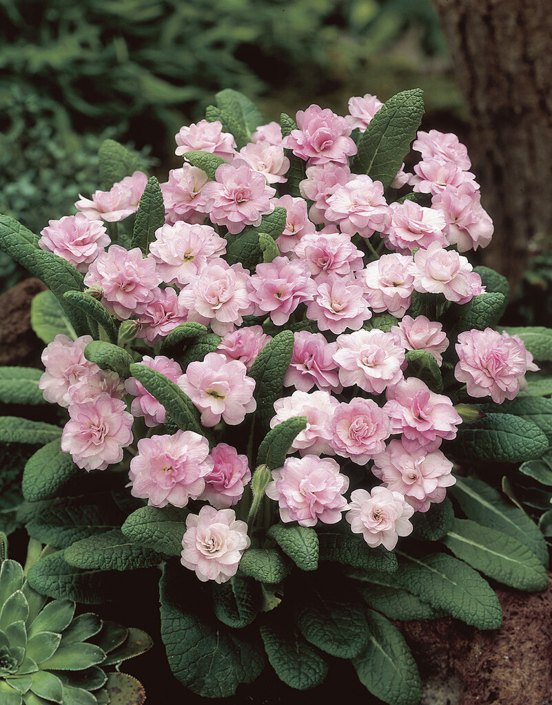 Primula vulgaris &Lilacina Plena& (Pr/Prim/d) | Herbaceous Perennial/RHS