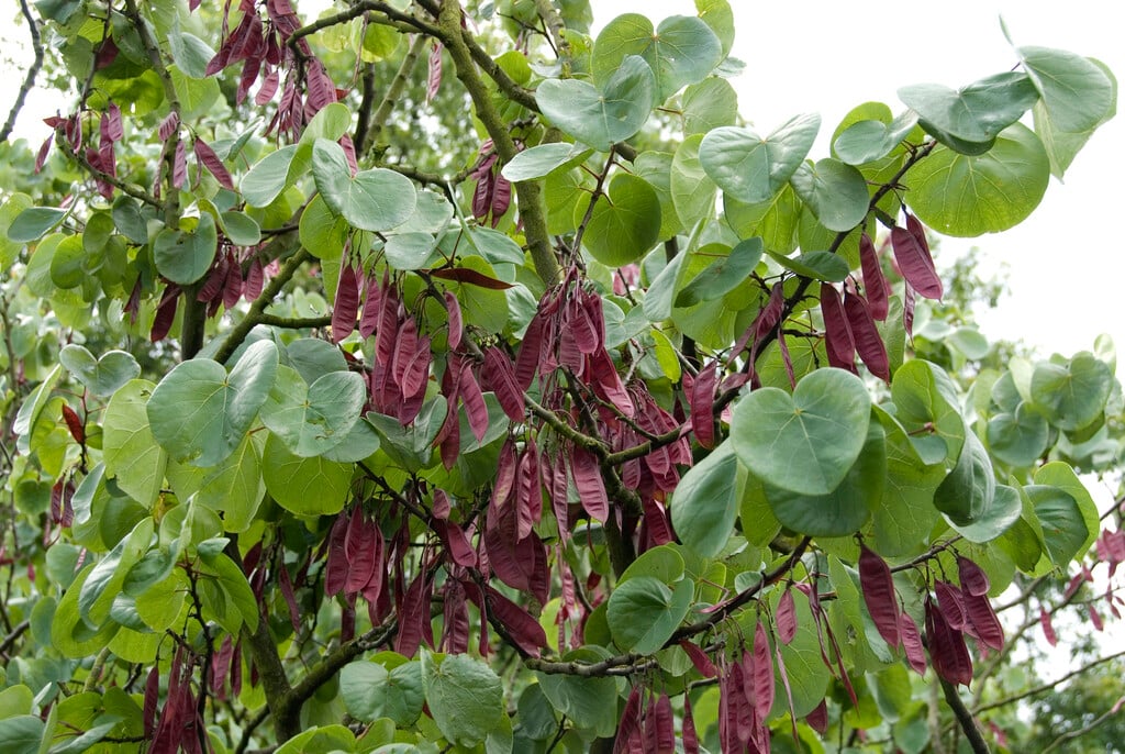 Cercis siliquastrum | Judas tree Trees/RHS Gardening