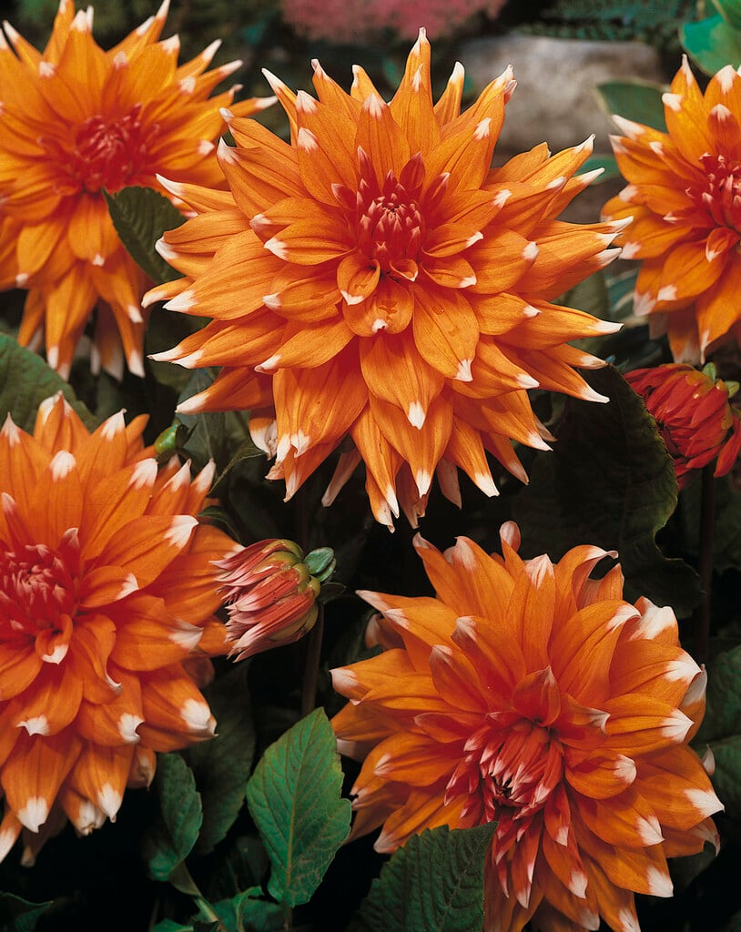 Dahlia &Color Spectacle& (S-c) | dahlia &Color Spectacle& Herbaceous ...