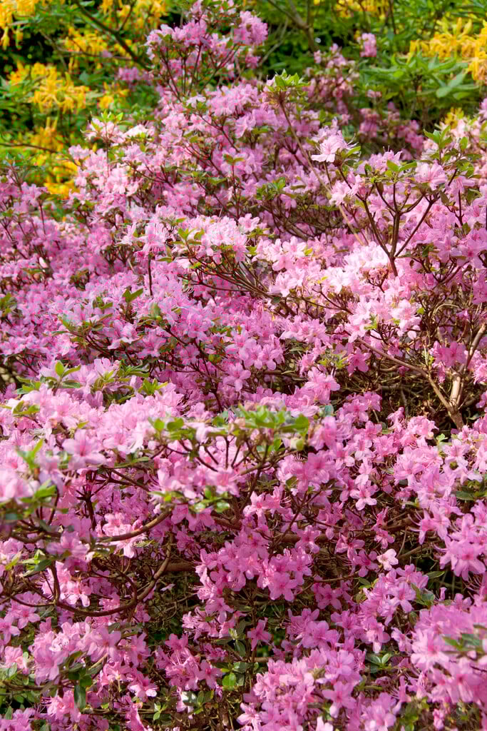 Rhododendron kiusianum (EA) | Kyushu azalea Shrubs/RHS Gardening