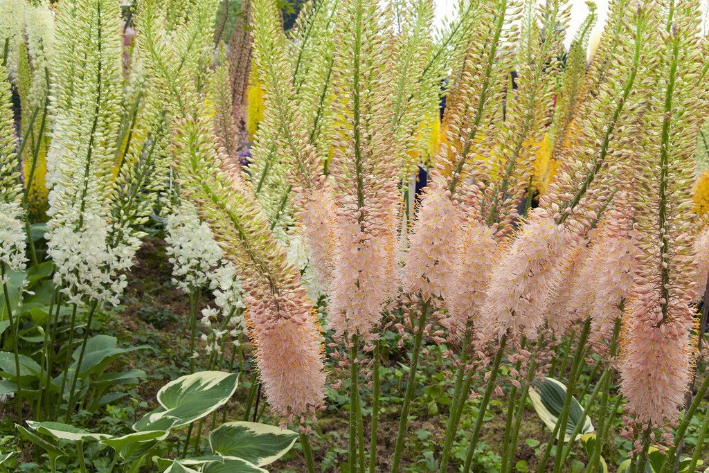 Eremurus 'Oase' | foxtail lily 'Oase' Herbaceous Perennial/RHS