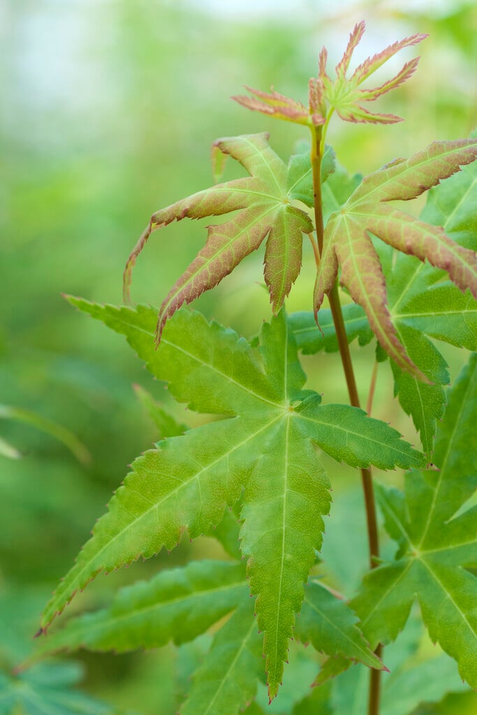 Acer palmatum &Bi Hō& (P) | Japanese maple &Bi Ho& Shrubs/RHS Gardening