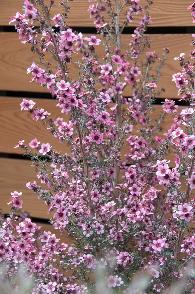 Leptospermum scoparium | tea tree Shrubs/RHS Gardening