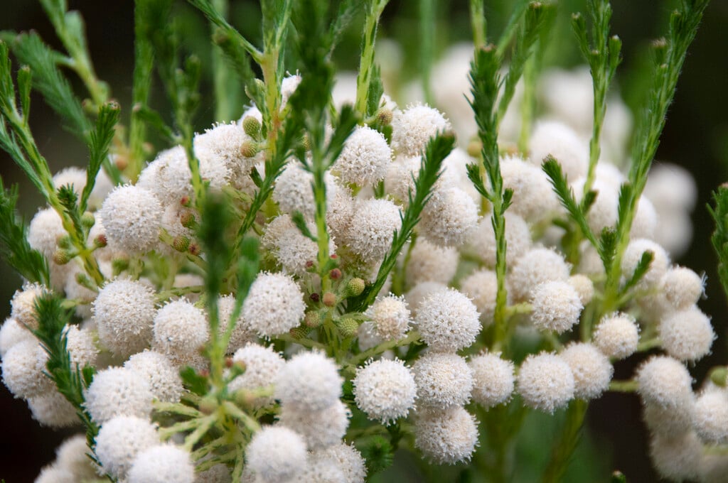 Berzelia intermedia | Shrubs/RHS Gardening