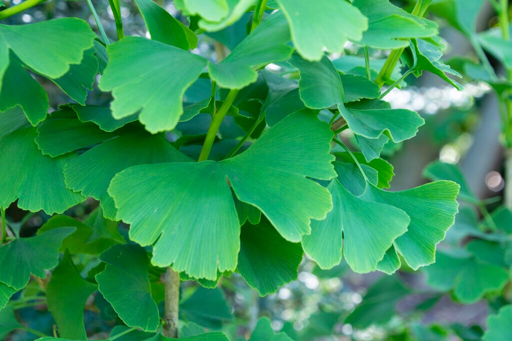Ginkgo biloba | maidenhair tree Conifers/RHS Gardening