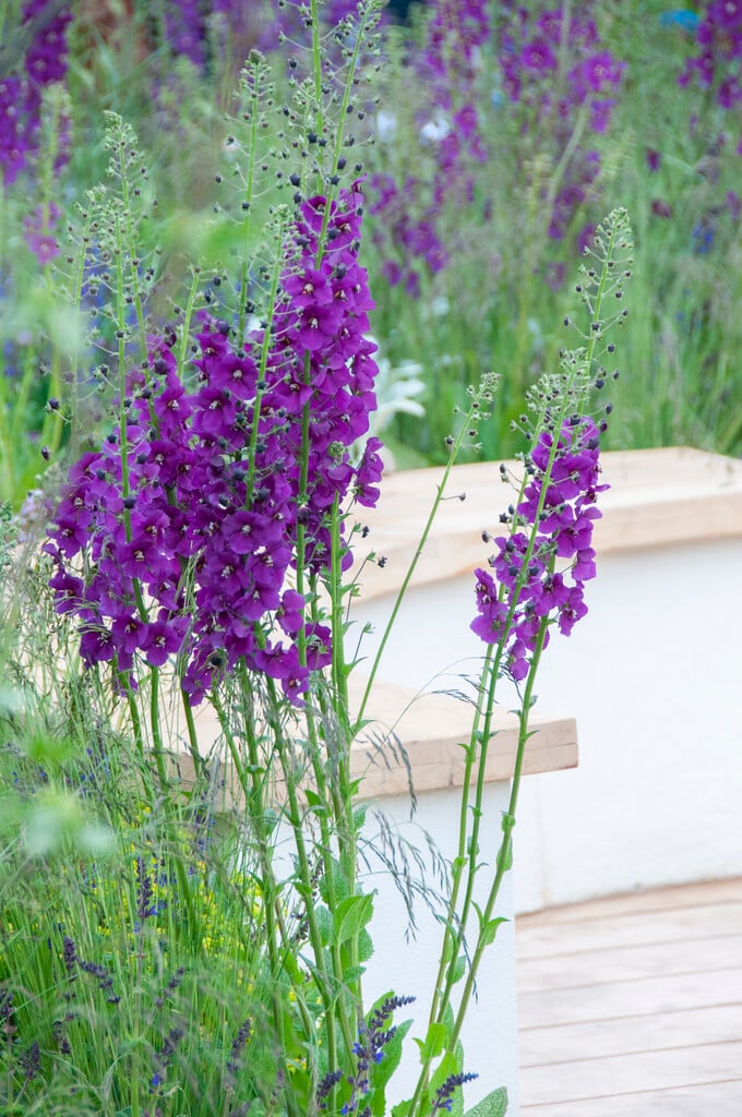 Verbascum phoeniceum &Violetta& | purple mullein &Violetta& Herbaceous ...