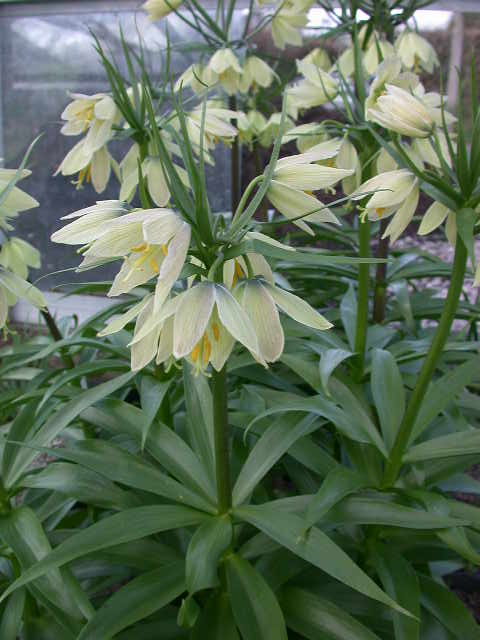 Fritillaria raddeana | Radde’s fritillary Bulbs/RHS Gardening