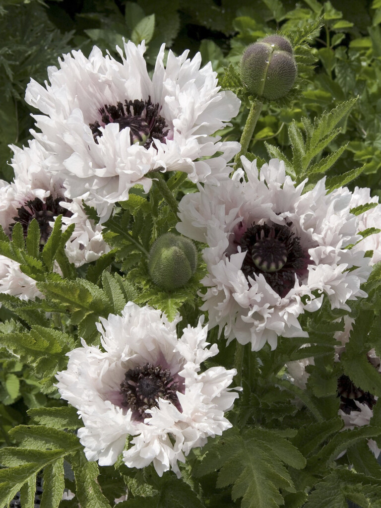 Papaver orientale &Miss Piggy& | Herbaceous Perennial/RHS Gardening