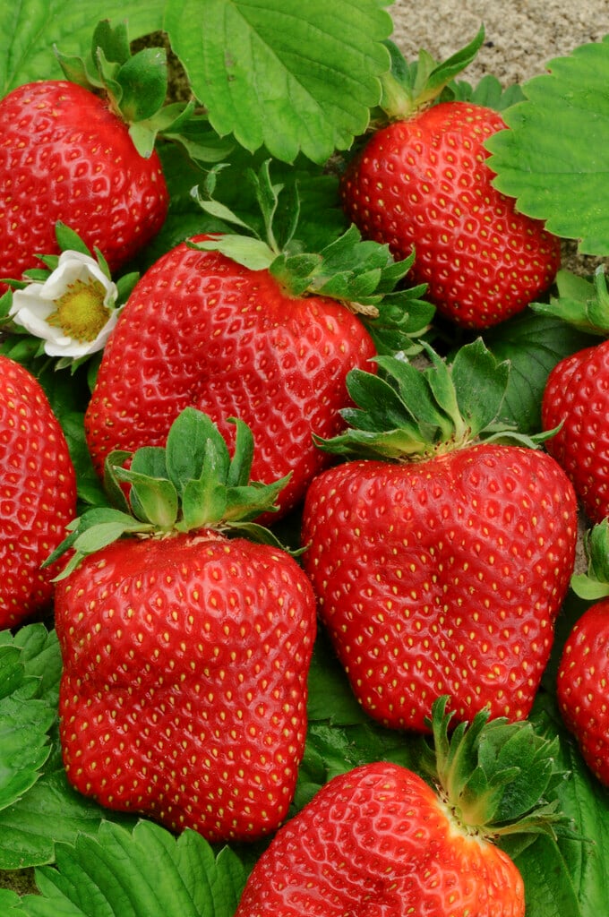 Fragaria × ananassa &Senga Gigana& | Fruit Edible/RHS Gardening