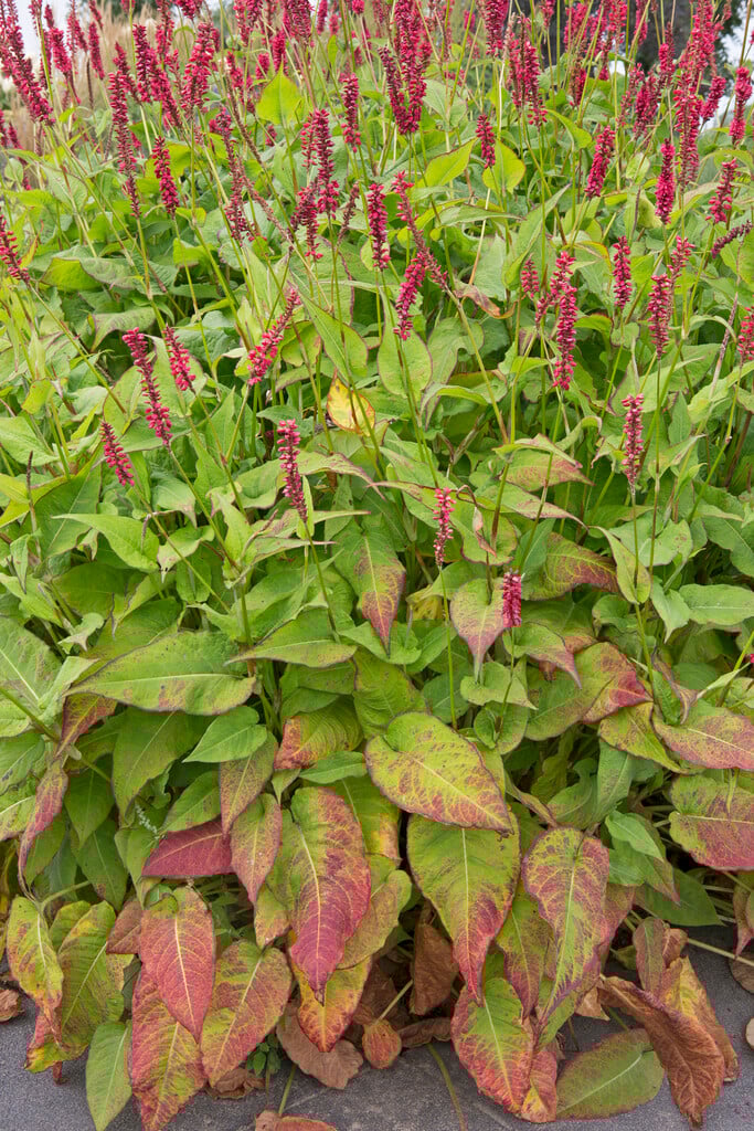 Bistorta amplexicaulis &JS Caliente&PBR | red bistort &JS Caliente ...