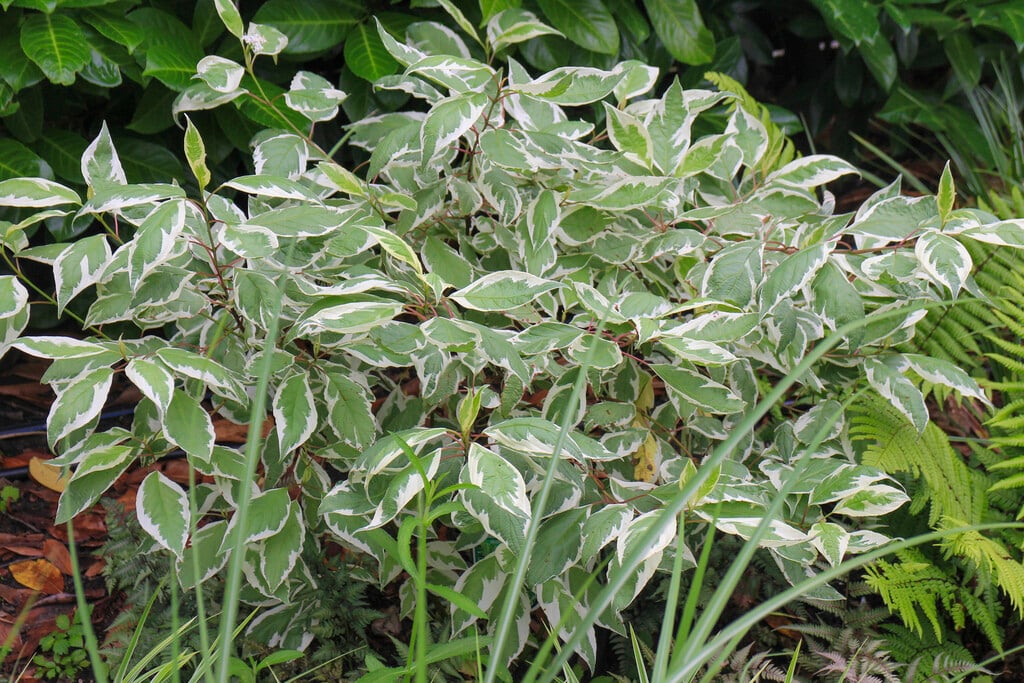 Cornus alba &Sibirica Variegata& (v) | Shrubs/RHS Gardening