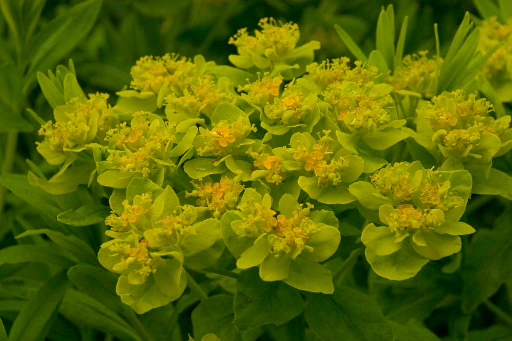 Euphorbia palustris | marsh spurge/RHS Gardening