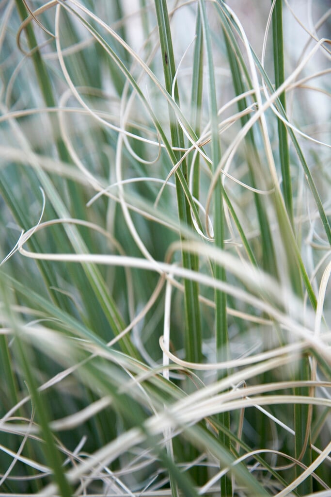 Carex comans &Frosted Curls& | sedge &Frosted Curls& Grass Like/RHS ...
