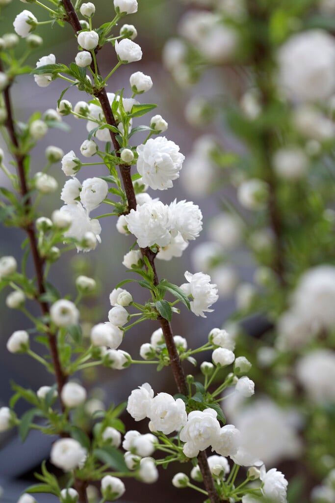 Prunus triloba 'Multiplex' (d) | flowering almond 'Multiplex' Trees/RHS